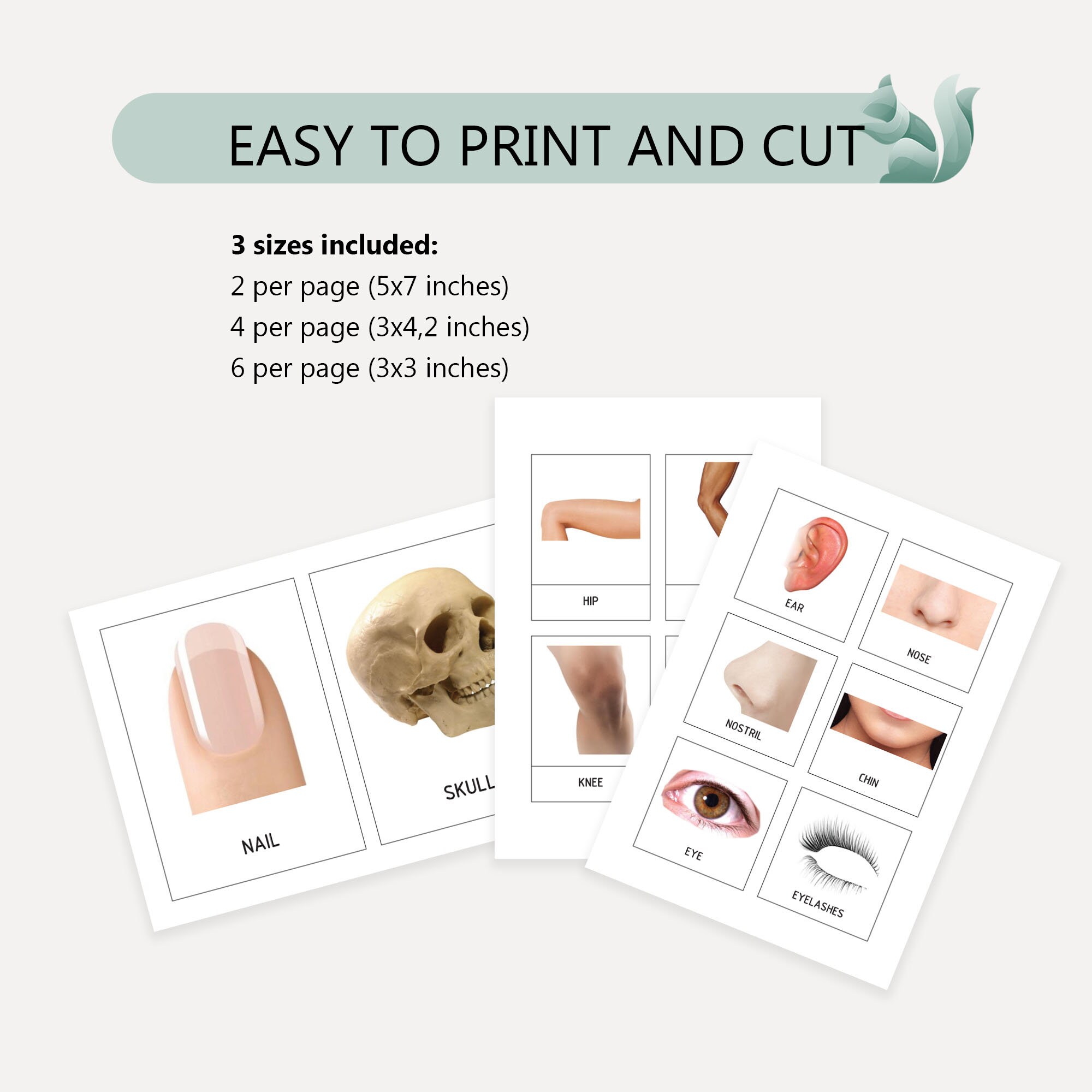BODY PARTS Real Images - 46 Editable Flash Cards, Montessori Cards, Pre ...