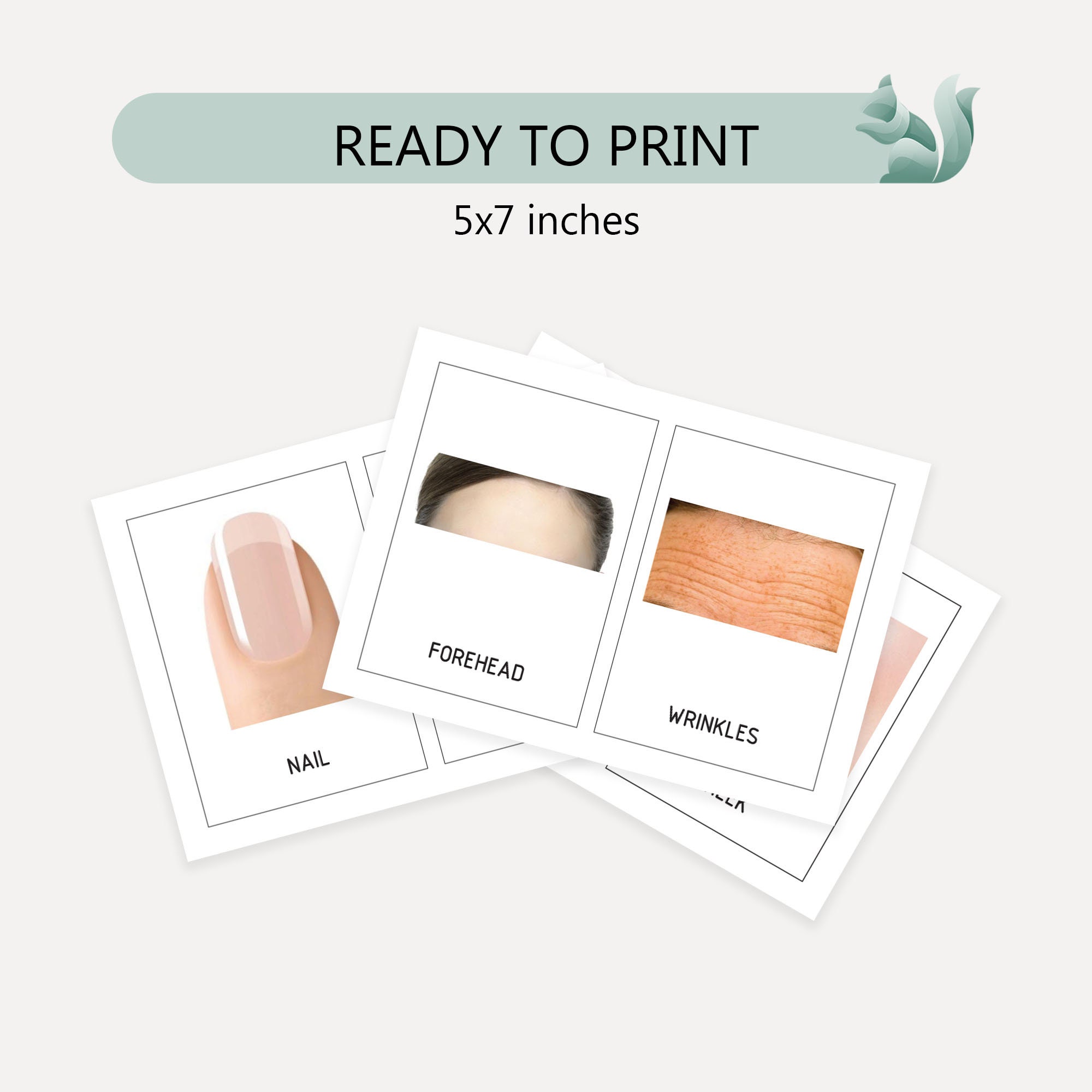 BODY PARTS Real Images - 46 Editable Flash Cards, Montessori Cards, Pre ...
