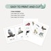 ARCTIC ANIMALS Real Images - 16 Editable Flash Cards, Educational ...