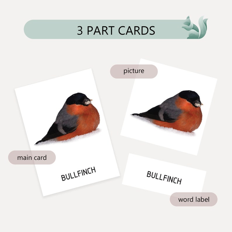 WILD BIRDS Flashcards With Real Images, Birds Flash Cards, Pre-school ...