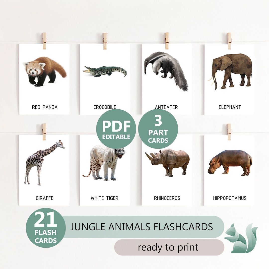 JUNGLE ANIMALS Real Images - 21 Editable Flash Cards, Montessori Cards ...