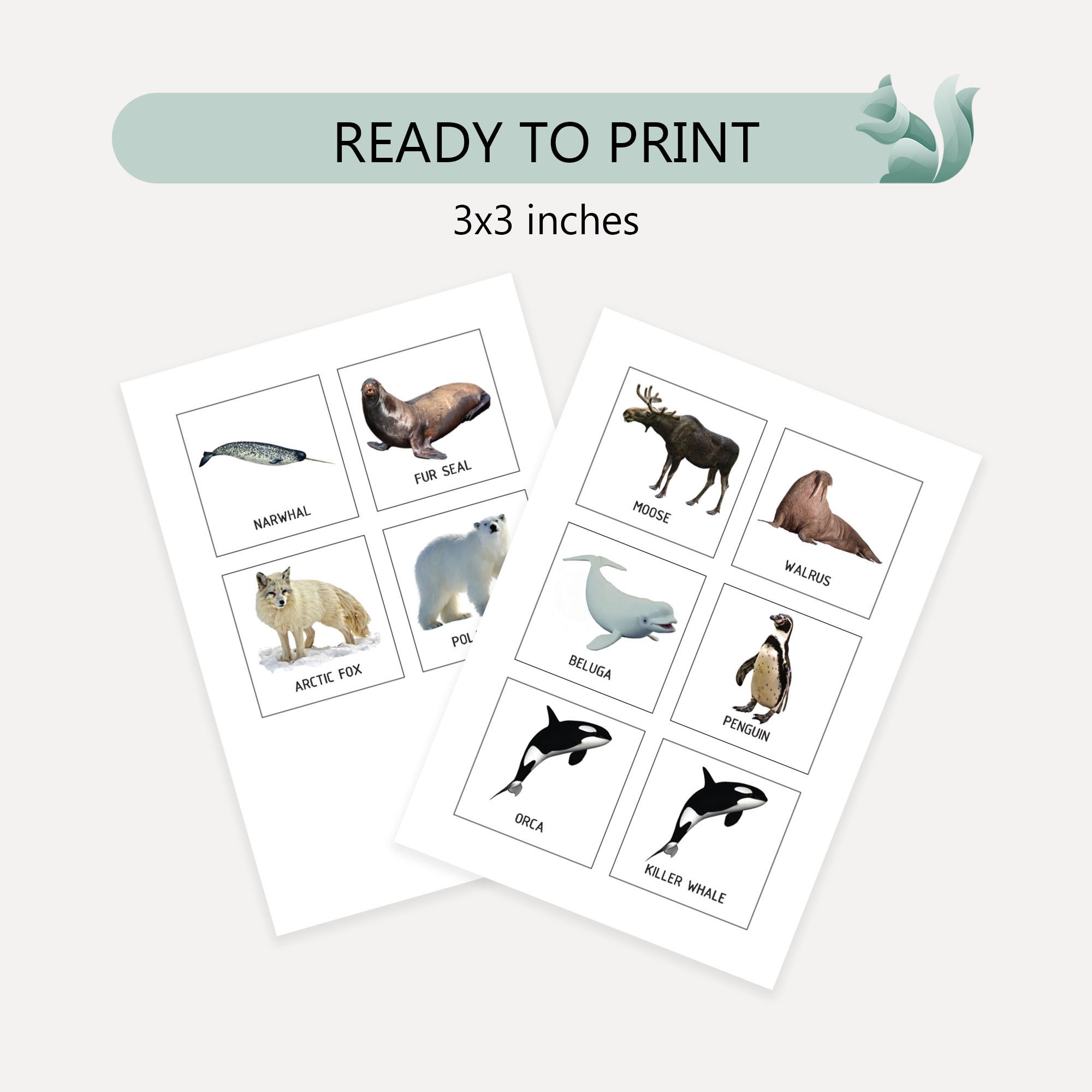 ARCTIC ANIMALS Real Images - 16 Editable Flash Cards, Educational ...