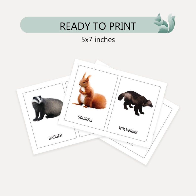 FOREST ANIMALS Flash Cards, Jungle Animals Flashcards, Safari Animals ...