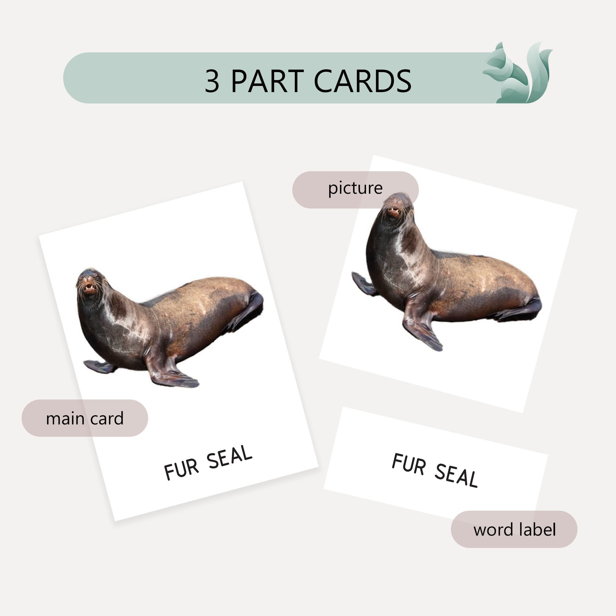 ARCTIC ANIMALS Real Images - 16 Editable Flash Cards, Educational ...