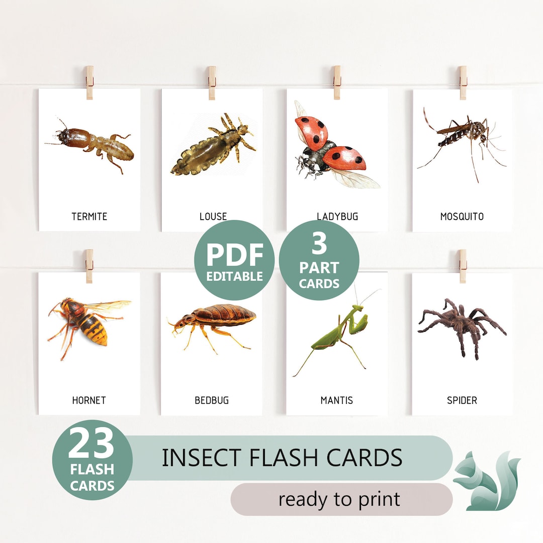 INSECTS Real Images - 23 Printable Flash Cards, Montessori Cards ...