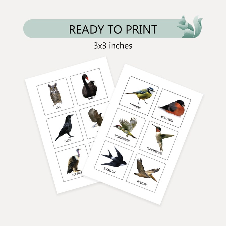 WILD BIRDS Flashcards With Real Images, Birds Flash Cards, Pre-school ...