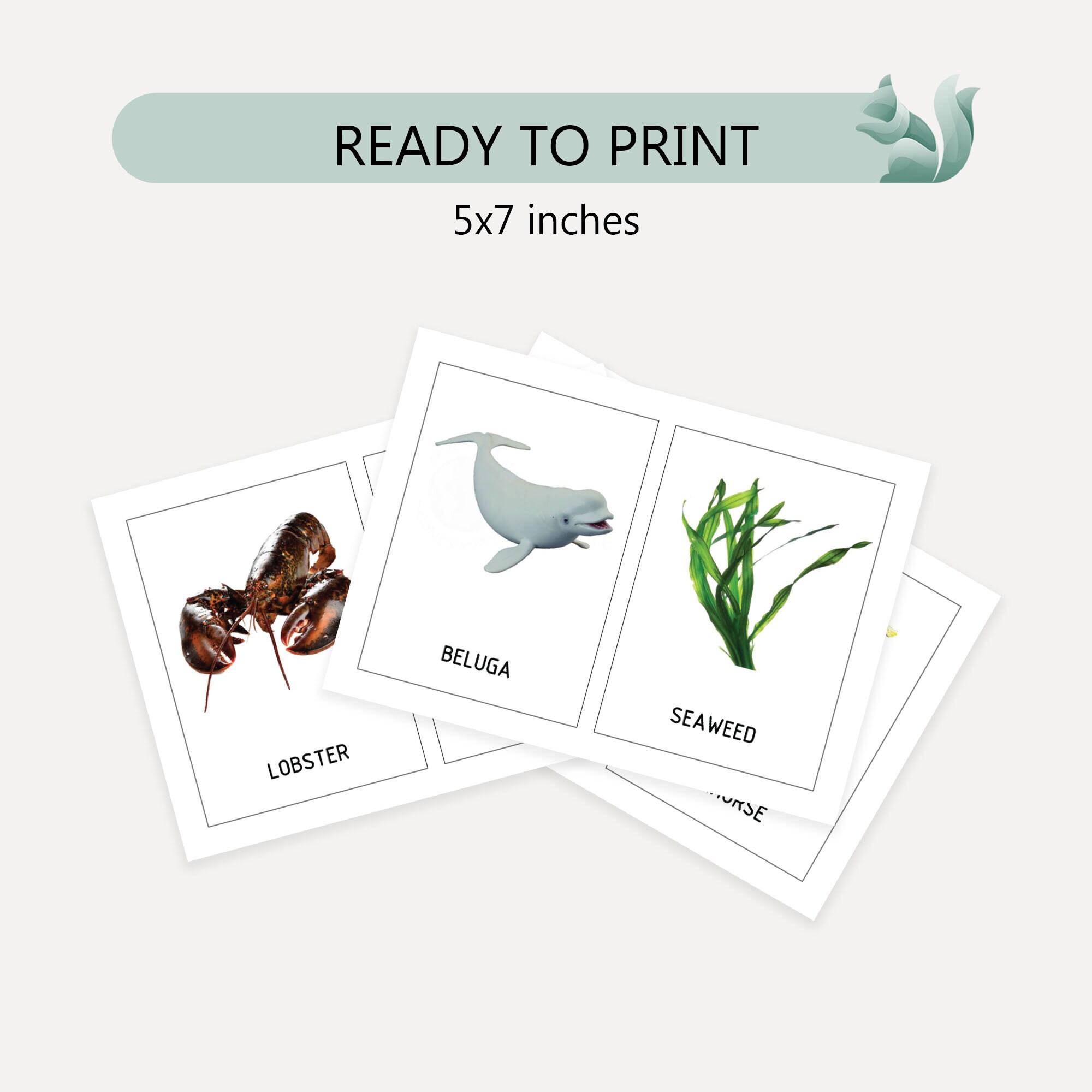 OCEAN ANIMALS Real Images - 30 Printable Flash Cards, Nomenclature ...