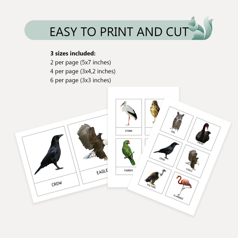 WILD BIRDS Flashcards With Real Images, Birds Flash Cards, Pre-school ...