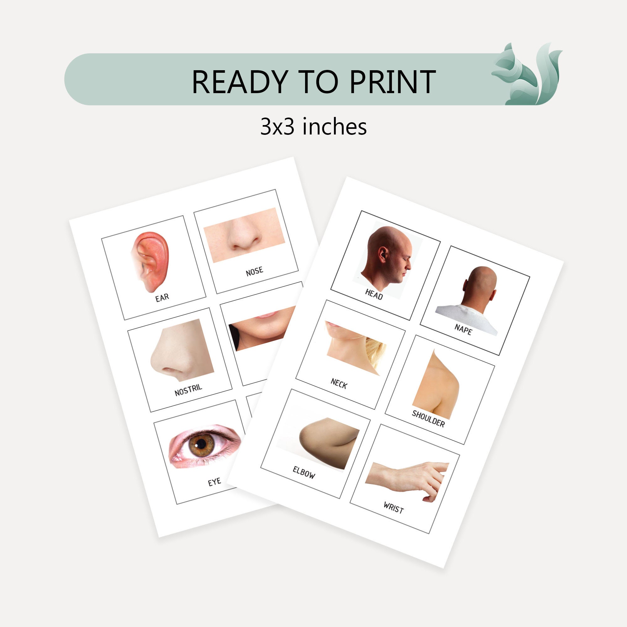 BODY PARTS Real Images - 46 Editable Flash Cards, Montessori Cards, Pre ...