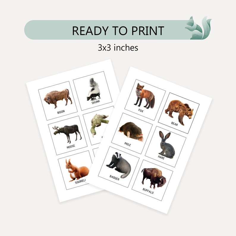 FOREST ANIMALS Flash Cards, Jungle Animals Flashcards, Safari Animals ...