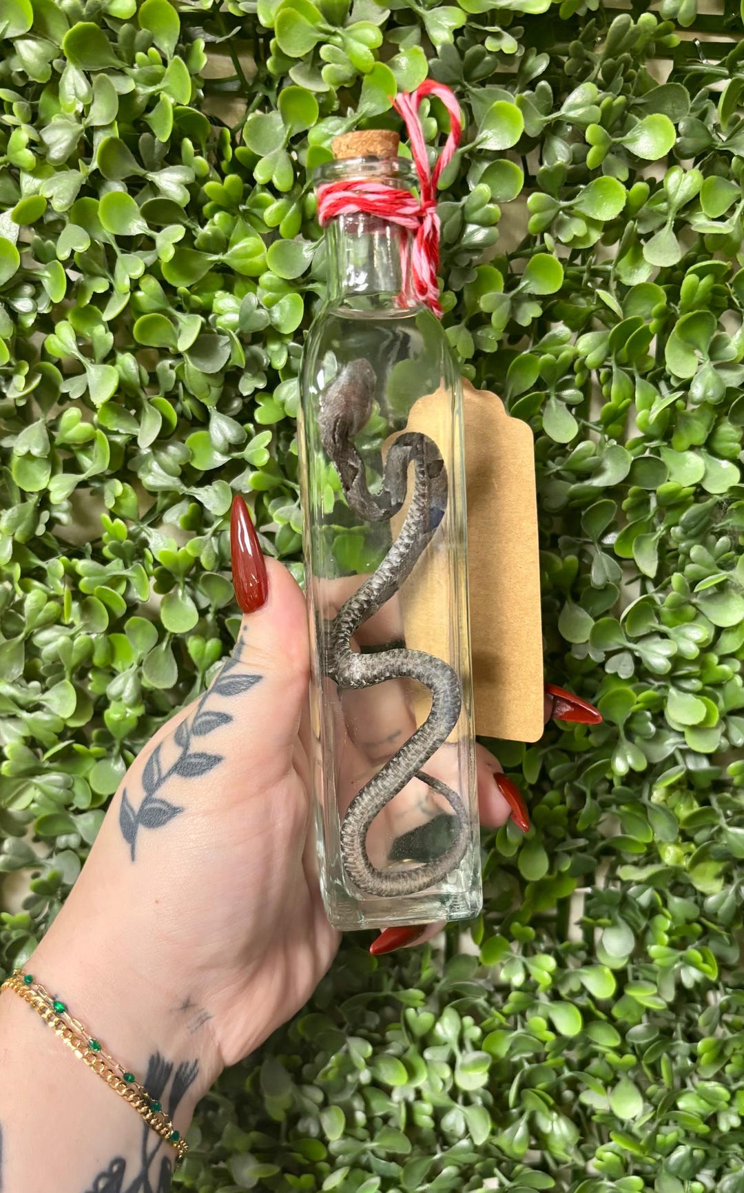 Baby Lancehead Viper Wet Specimen - Etsy
