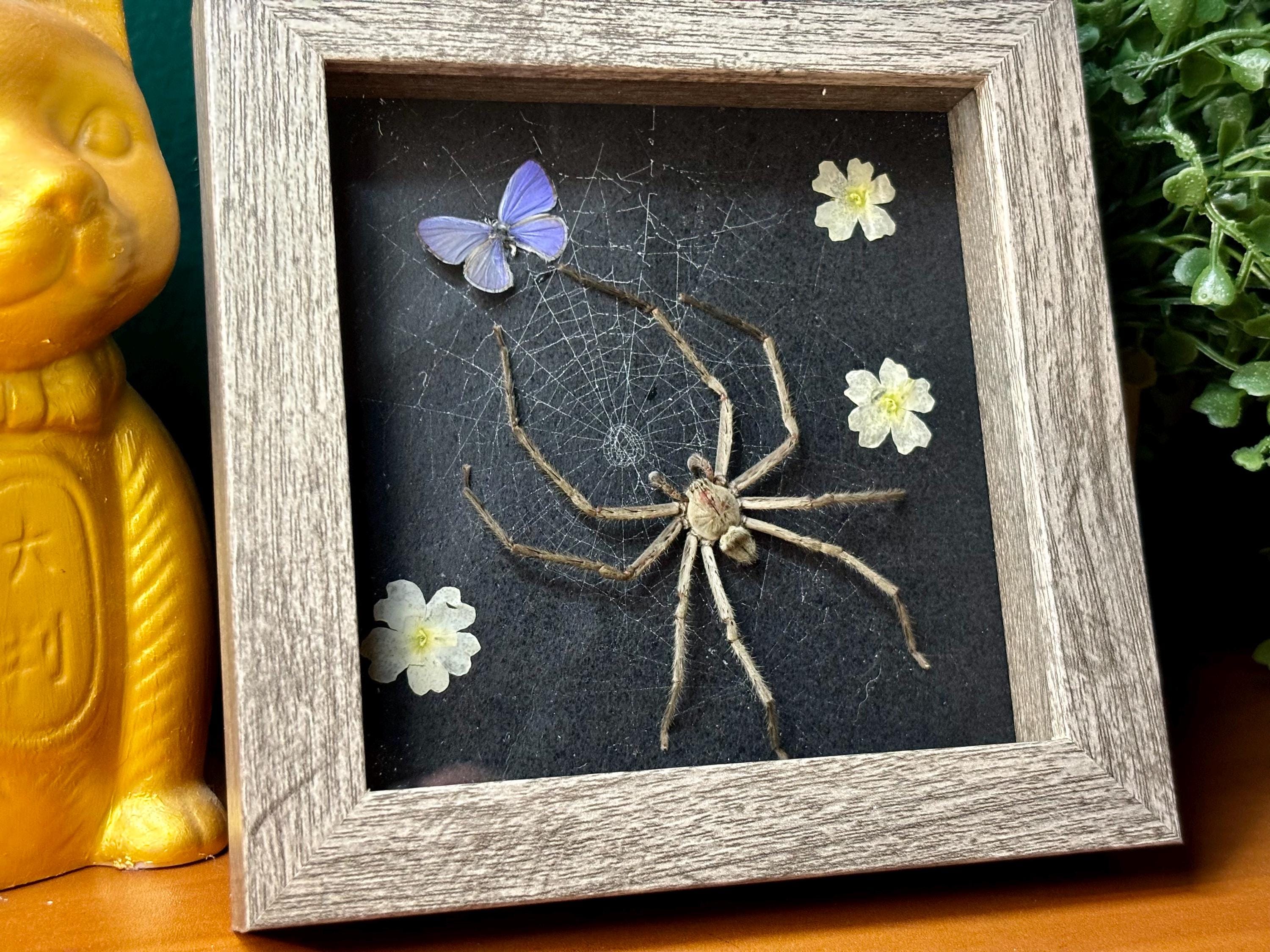 Rain Spider & Echo Blue Display - Etsy