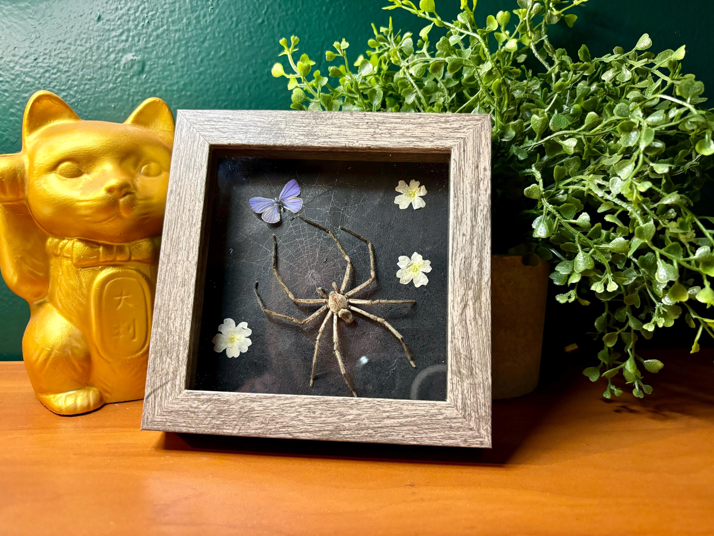 Rain Spider & Echo Blue Display - Etsy