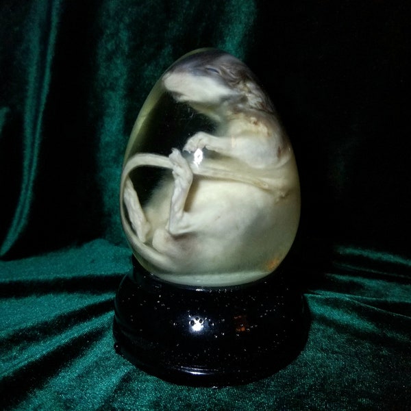 Wet Specimen - Etsy
