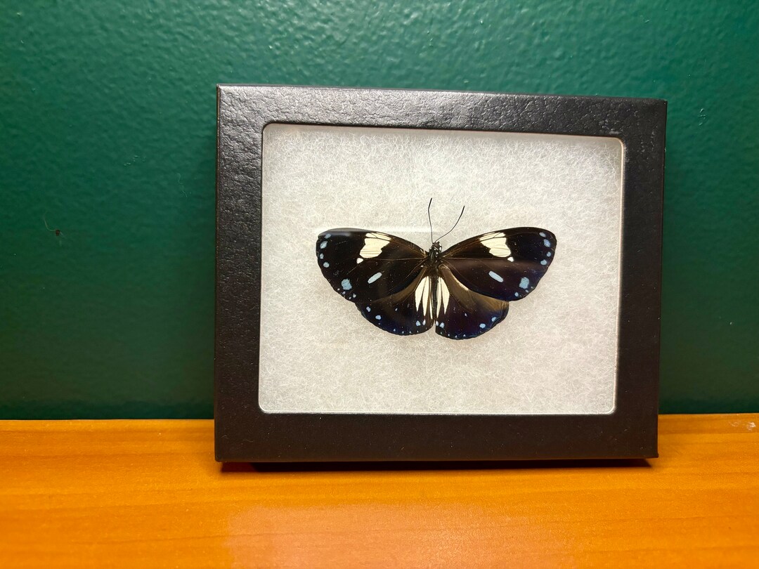 Pinned Magpie Crow Butterfly - Etsy