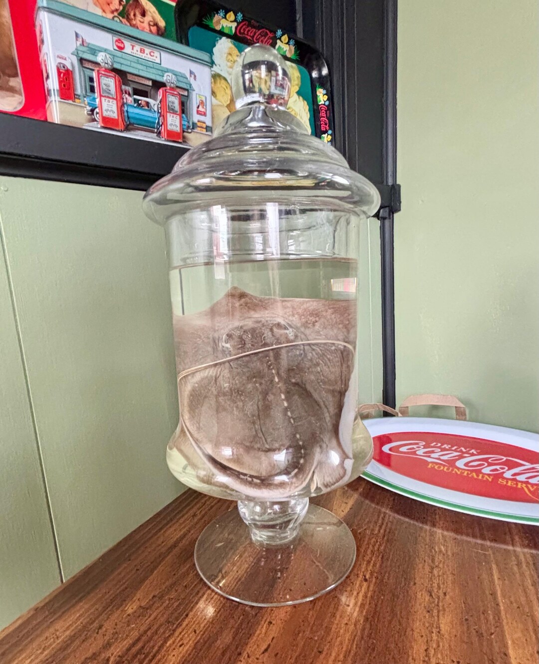 Preserved Stingray Wet Specimen - Etsy
