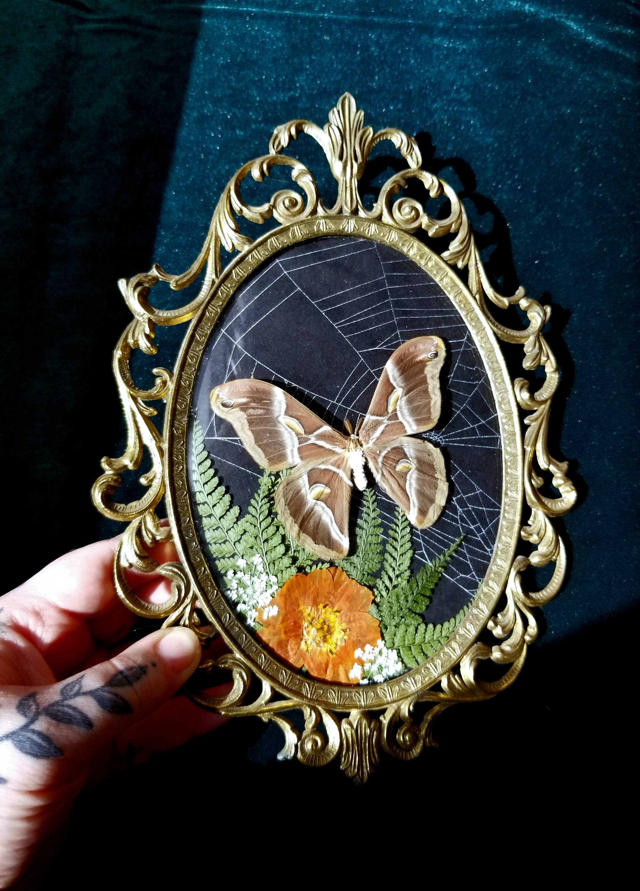 Silk Moth Spiderweb Bubble Frame Display - Etsy