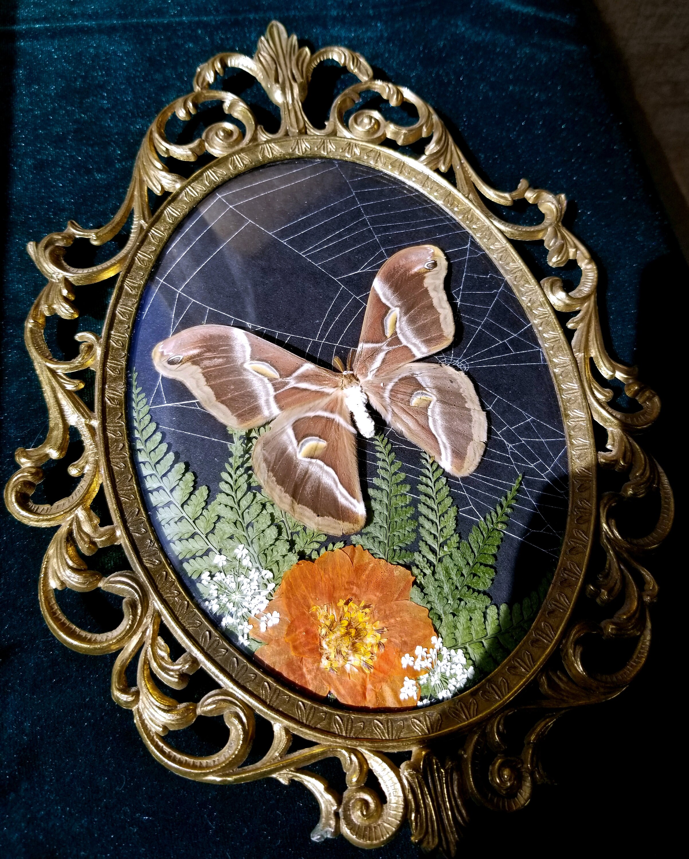 Silk Moth Spiderweb Bubble Frame Display - Etsy
