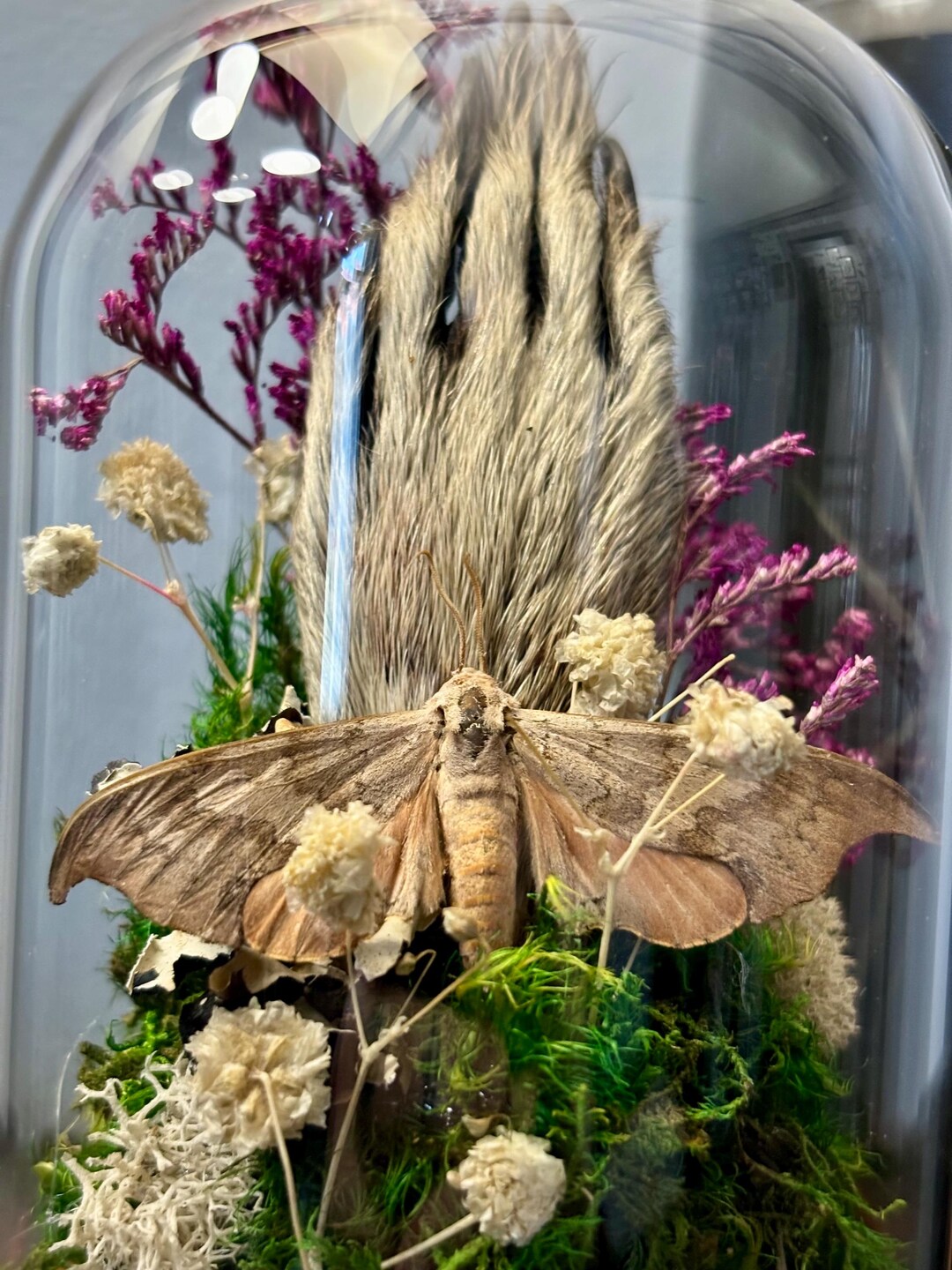 Raccoon Paw & Moth Cloche - Etsy