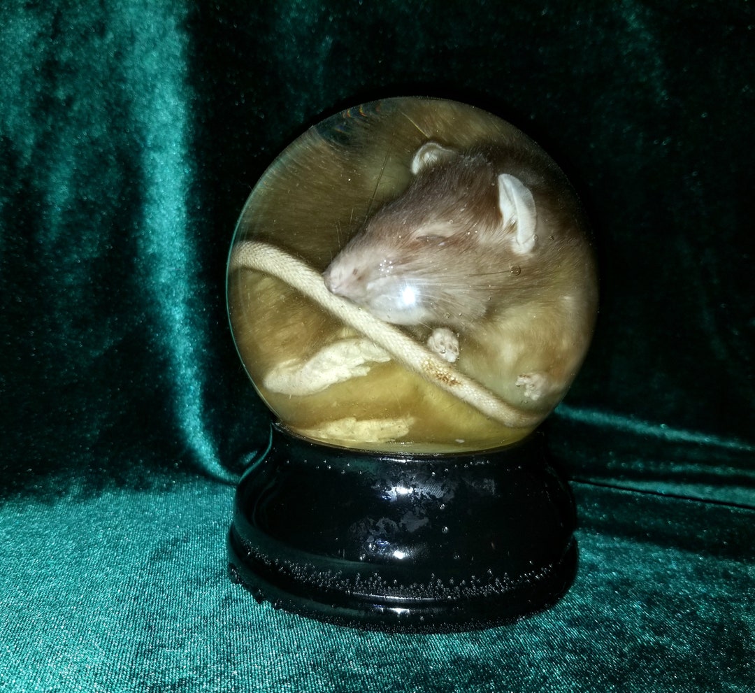 Rat Wet Specimen - Etsy