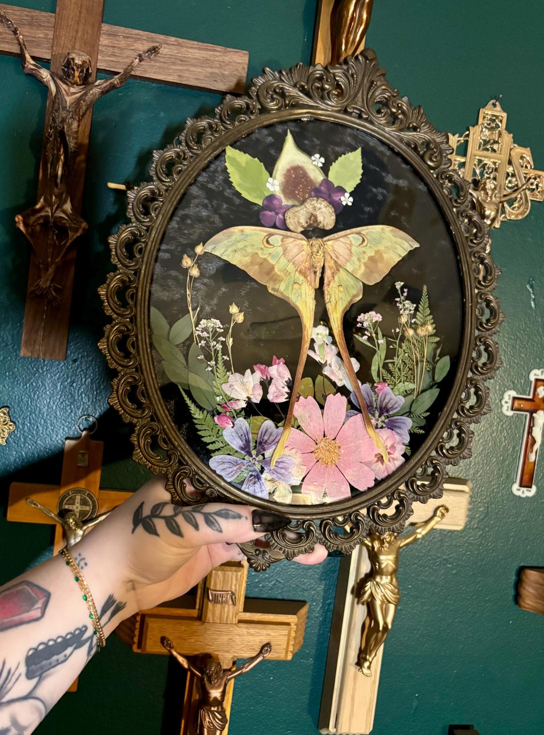 Luna Moth Bubble Frame Display - Etsy