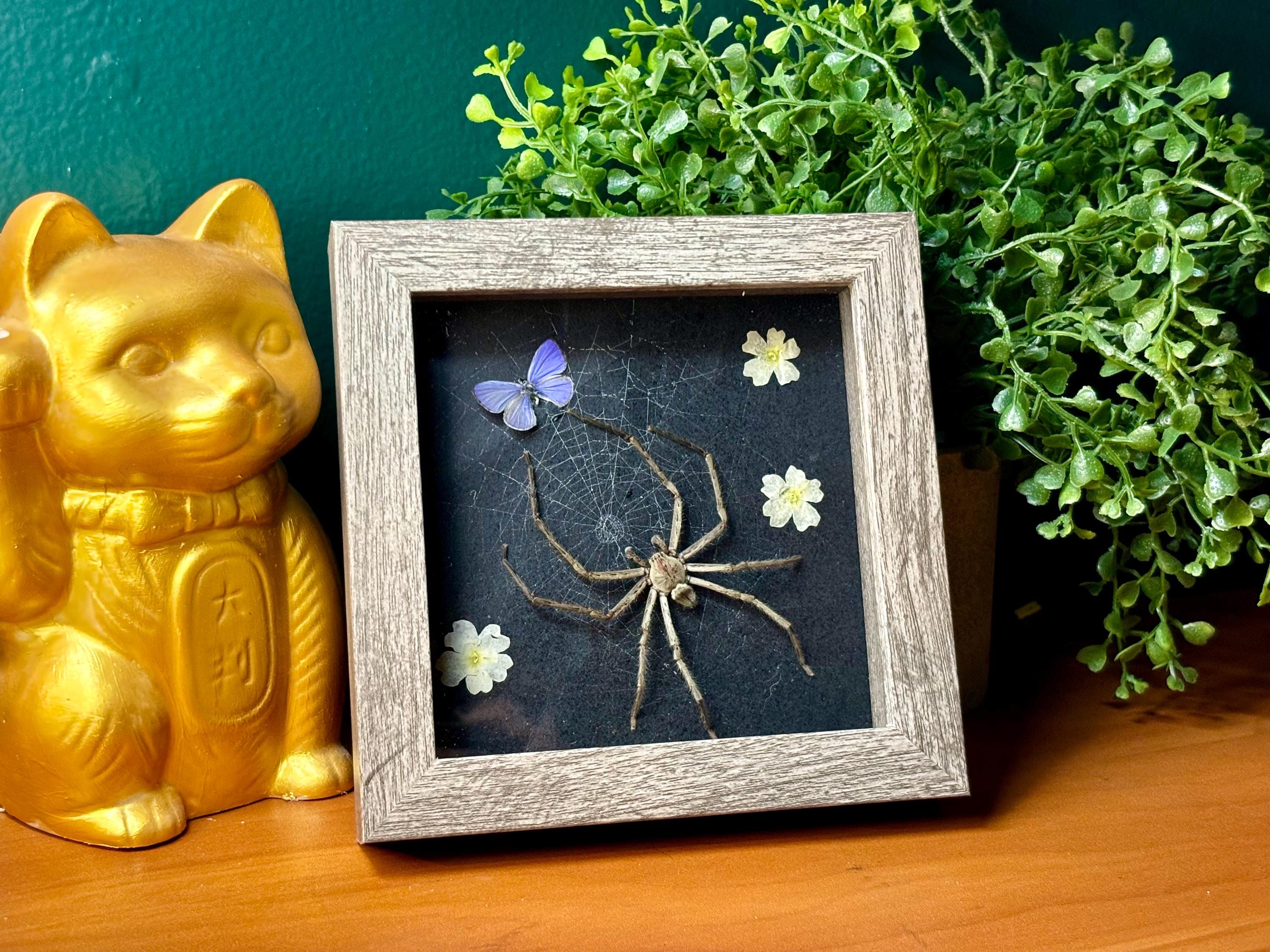 Rain Spider & Echo Blue Display - Etsy