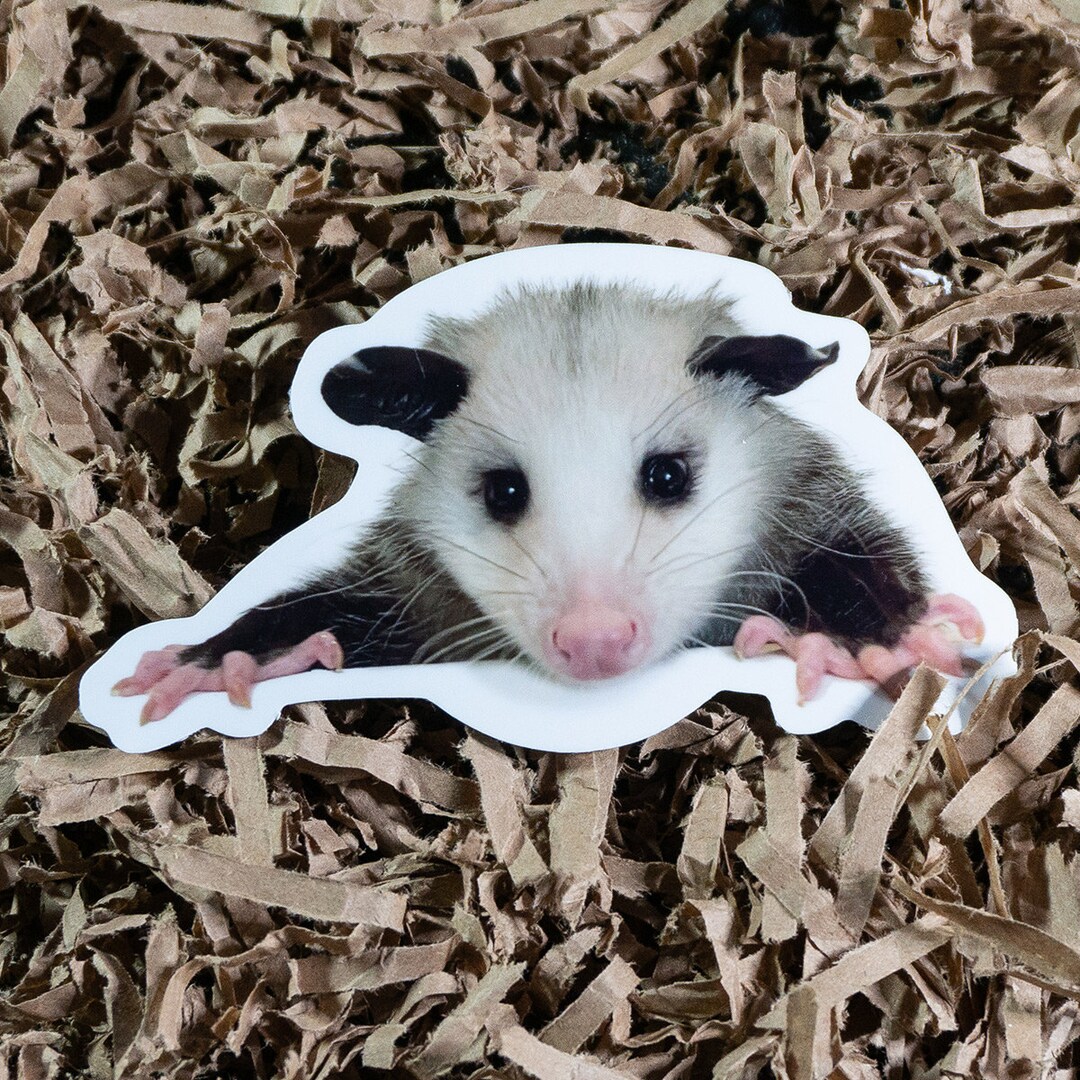 Vinyl Opossum Photo Die Cut Sticker Featuring Daisy - Etsy
