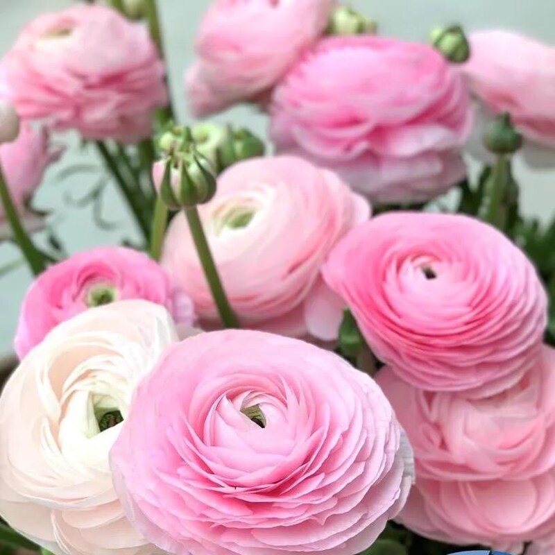Rose Ranunculus - Etsy