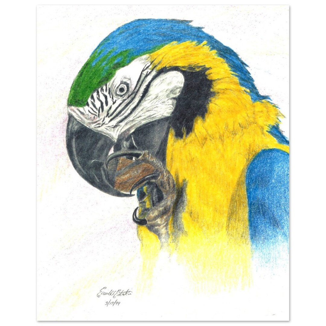 Colorful Parrot | Wildlife | Animal | Bird | Art | Hand Drawn Portrait ...