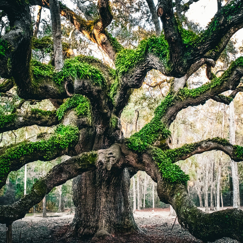 Angel Oak - Etsy
