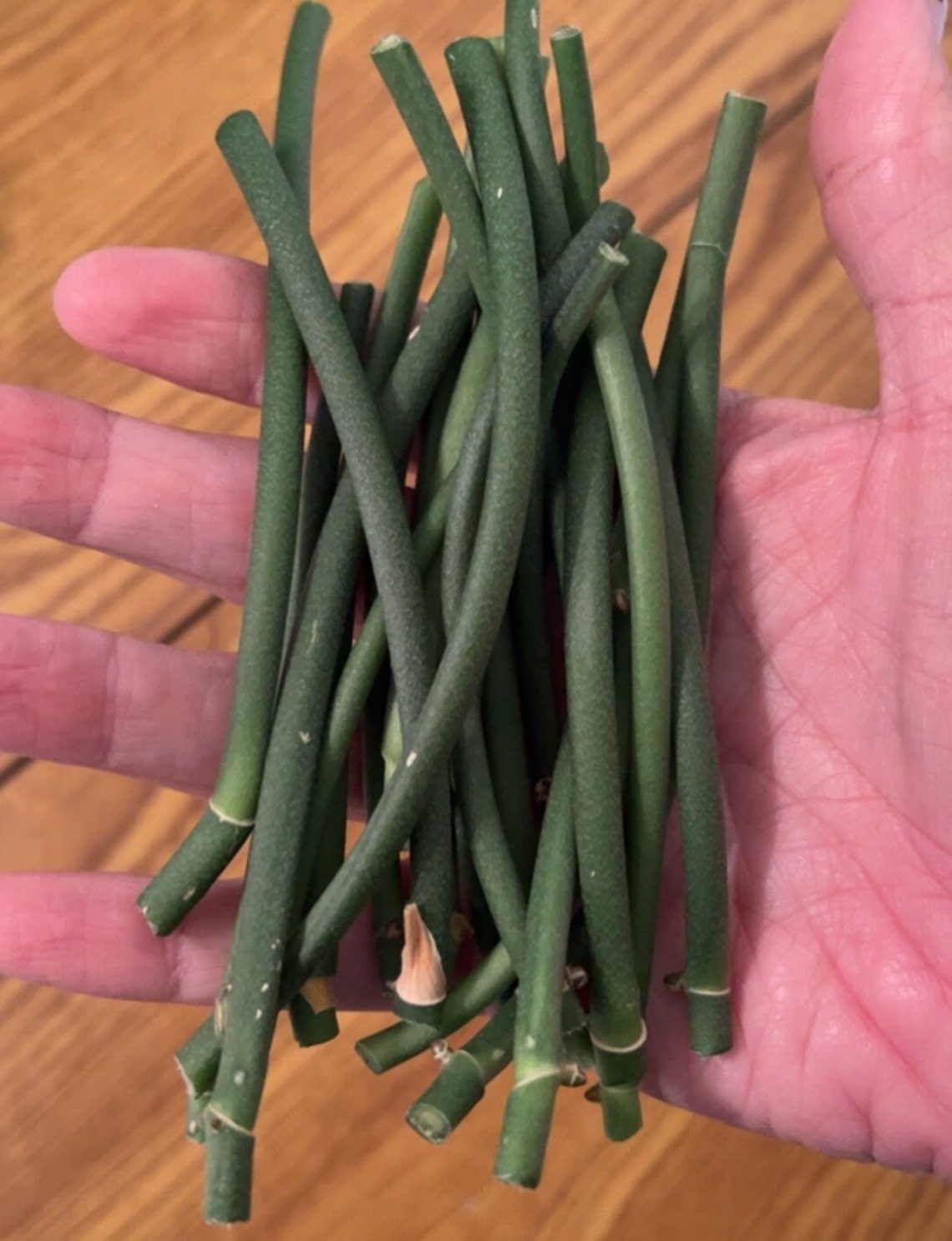 Wet Sticks Silver Satin Pothos Wet Stick Propagation - Etsy