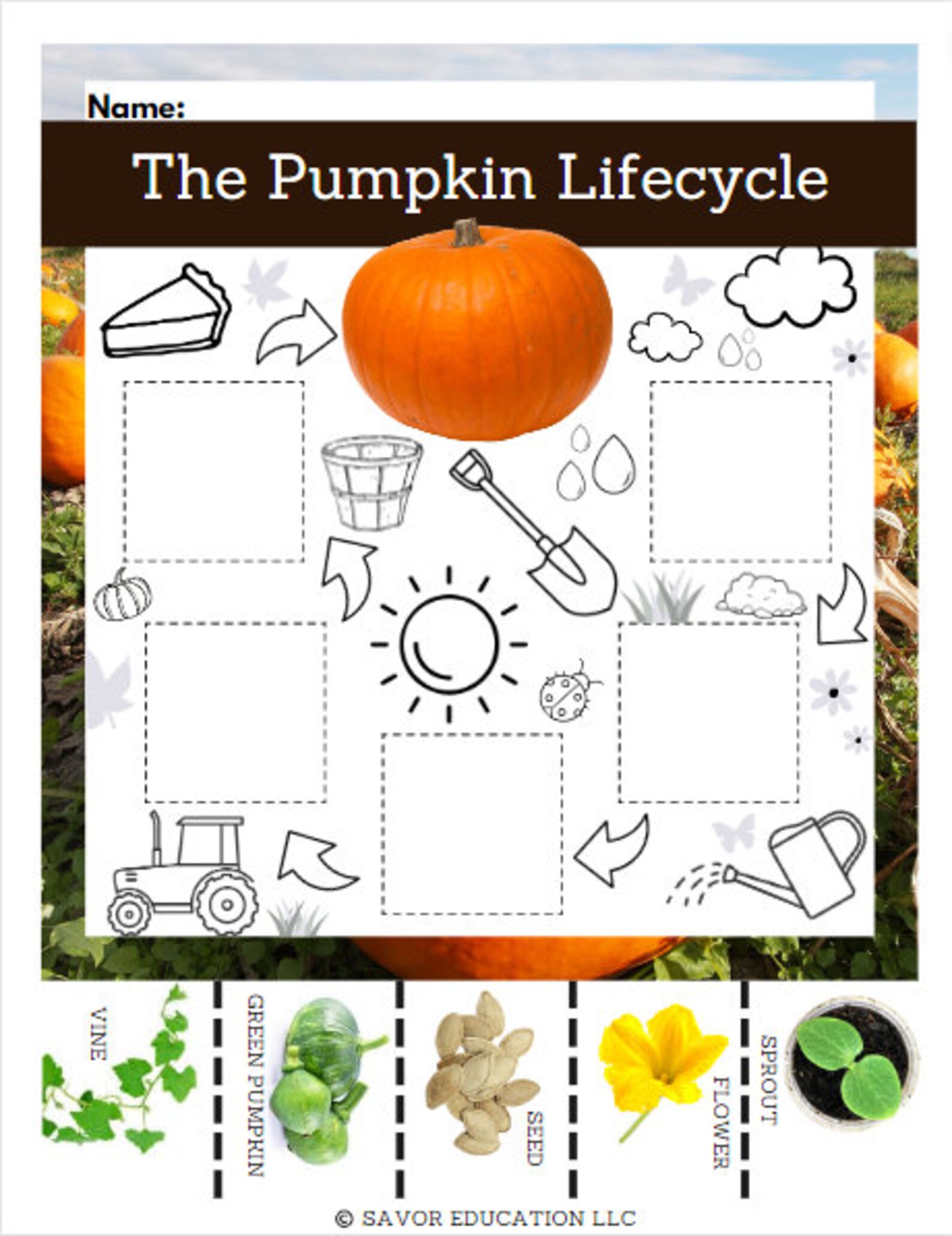 Pumpkin Parts & Lifecycle Activity Sheet - Etsy