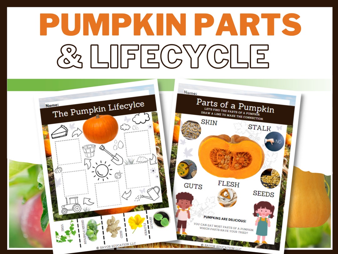 Pumpkin Parts & Lifecycle Activity Sheet - Etsy