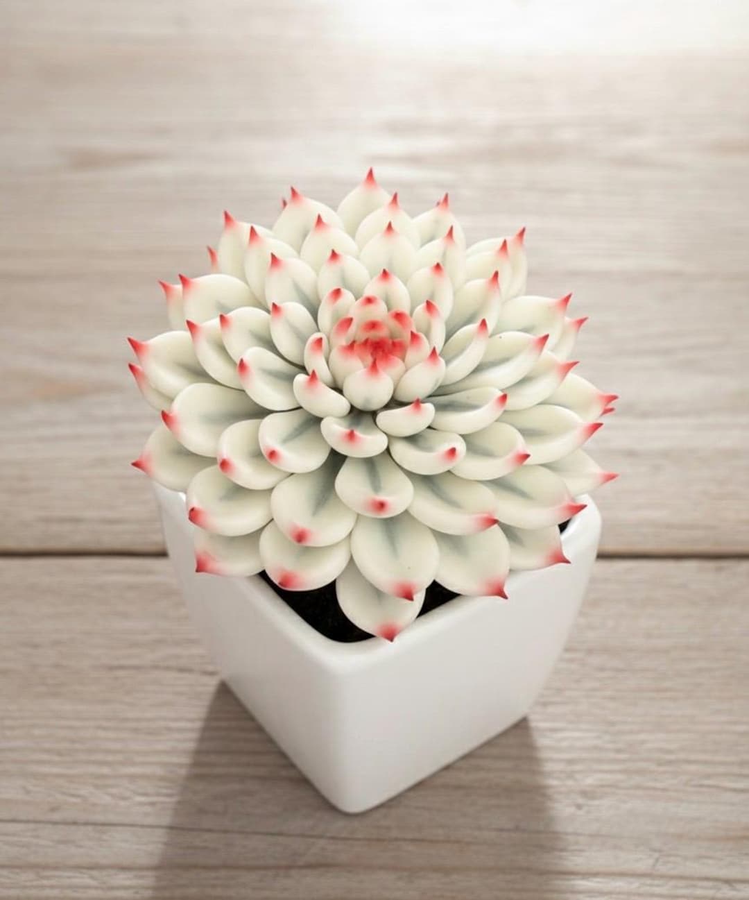 Variegated Echeveria Chihuahuaensis Cat’s Claw Handmade Clay Succulent ...