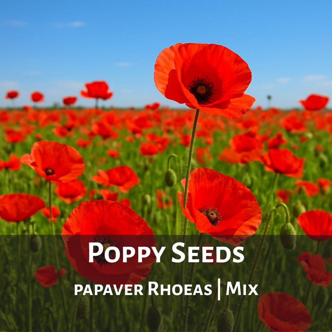 Flanders Poppy Seeds for Planting Corn Poppy Heirloom Mixed Color ...