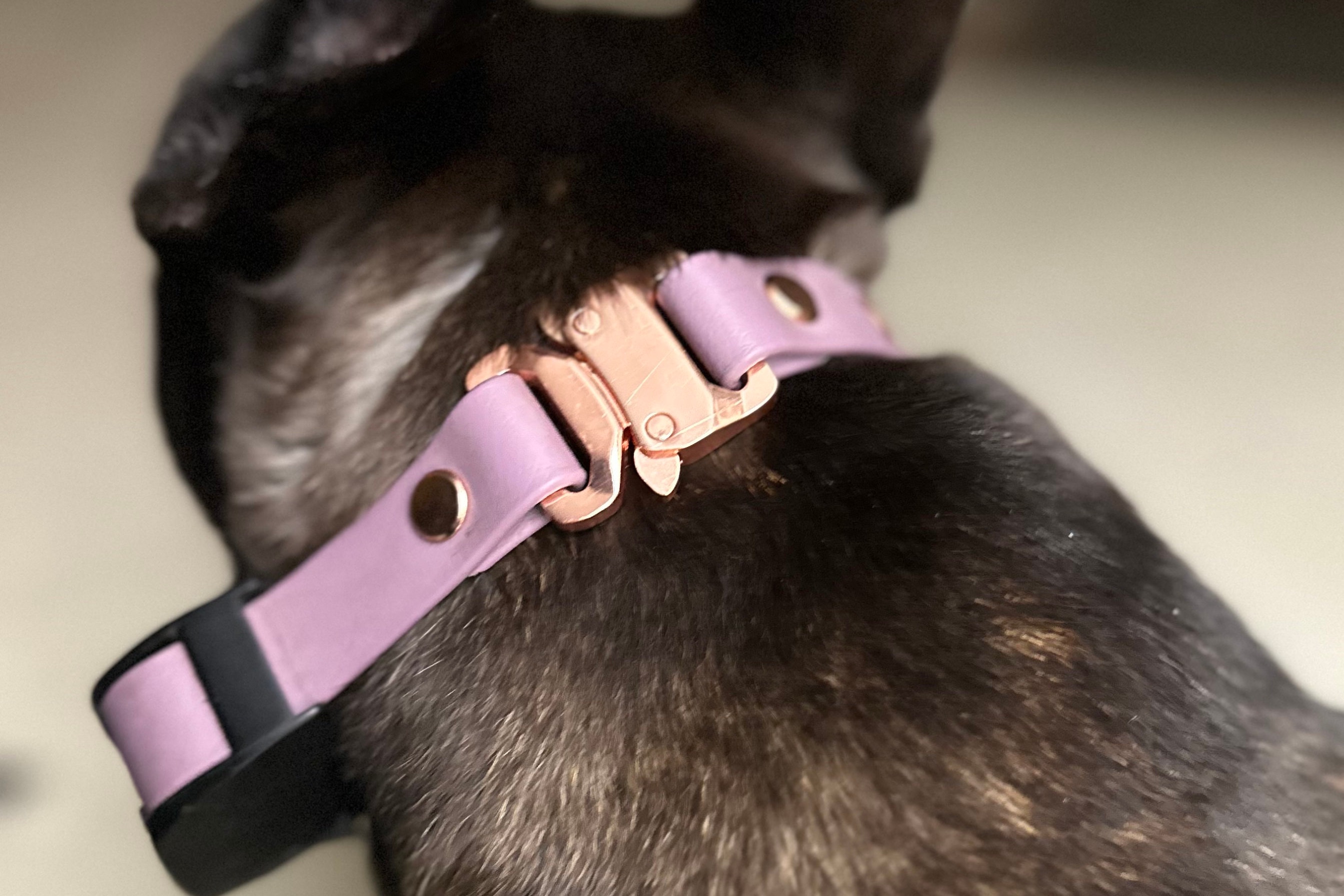 Quick Release 1 E-collar Biothane Strap - Etsy