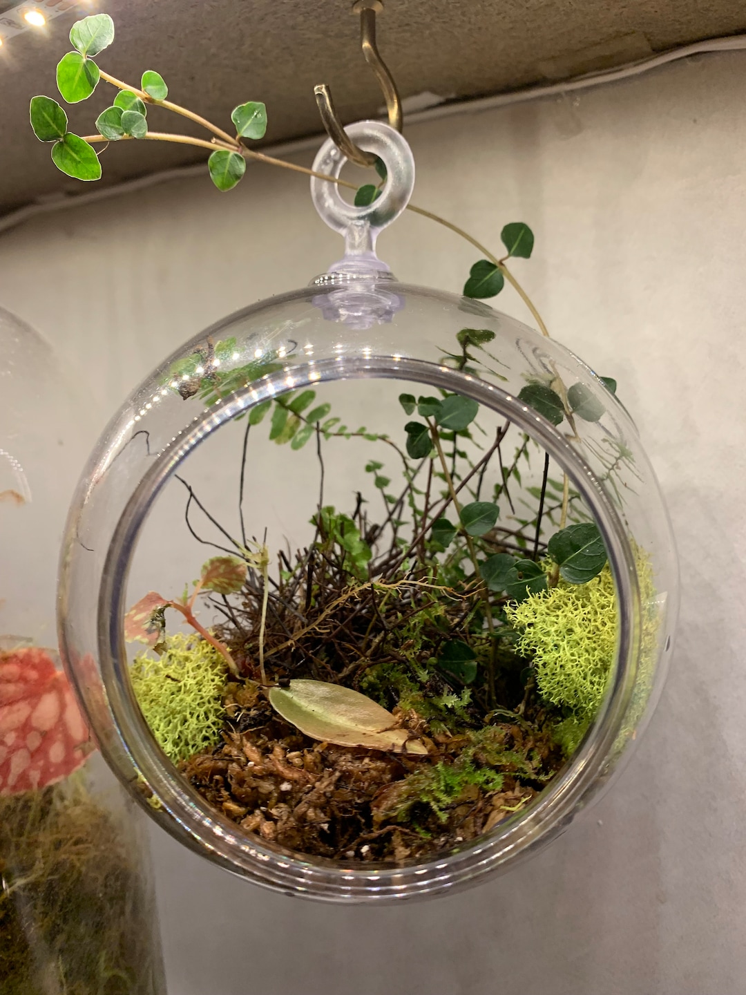 Custom Hanging Globe Terrarium - Etsy