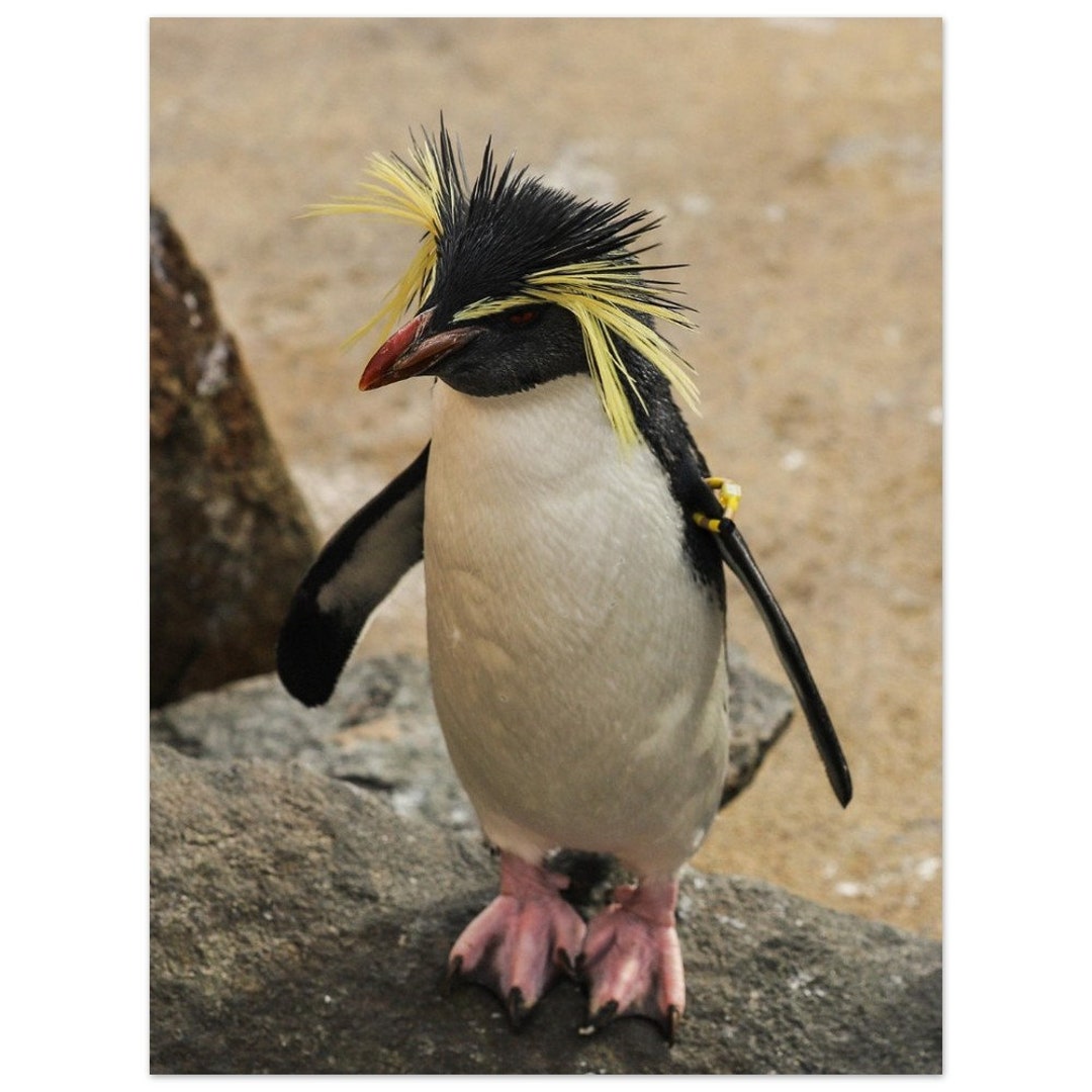 Rockhopper Penguin Premium Poster Photography Print Framed Canvas ...