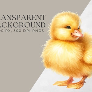 Baby Ducks Clipart, Spring Clip Art, Transparent Background, Farm ...