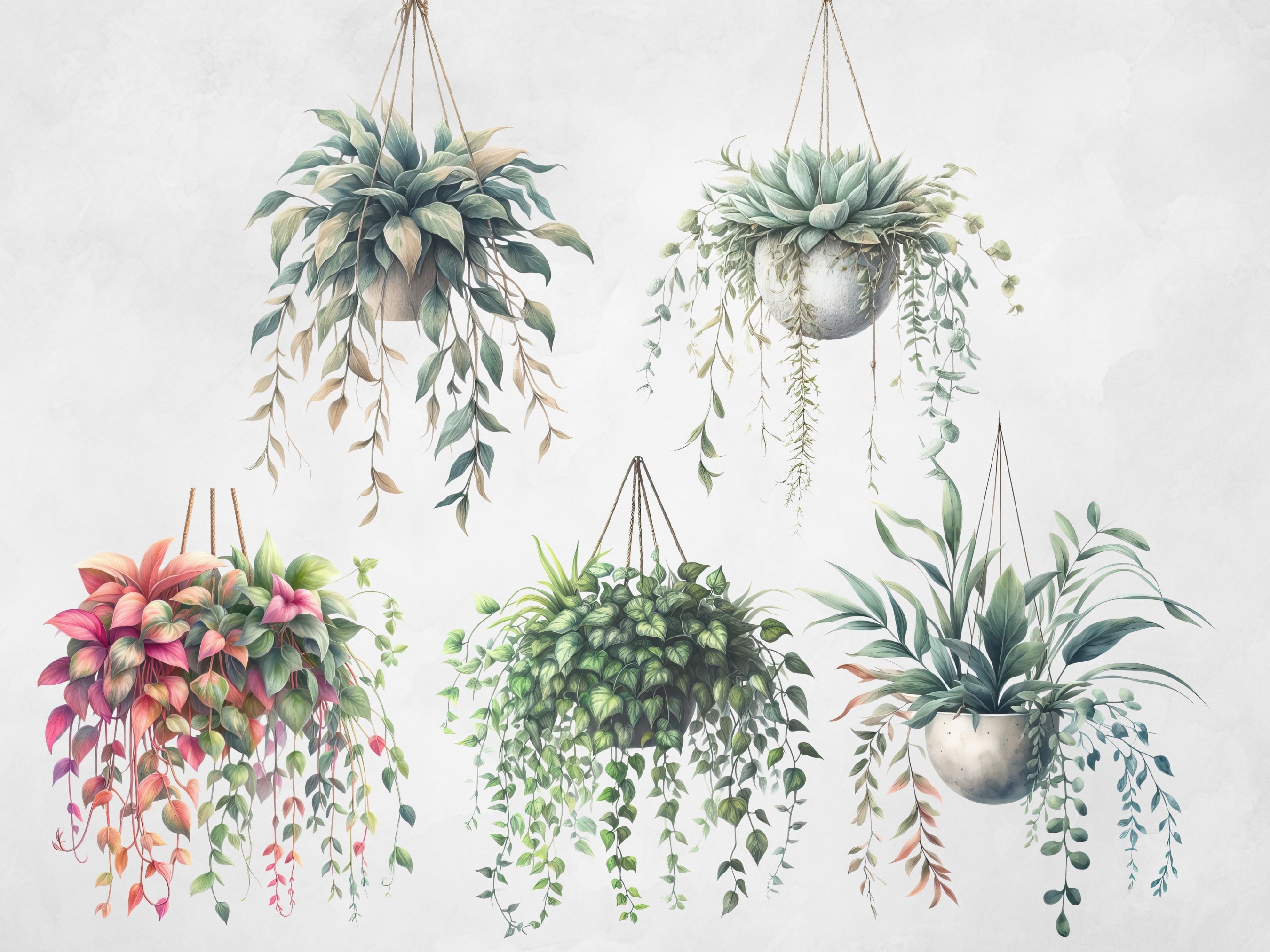 Hanging Plants Clipart, Watercolor Potted Plant, Houseplants Instant ...