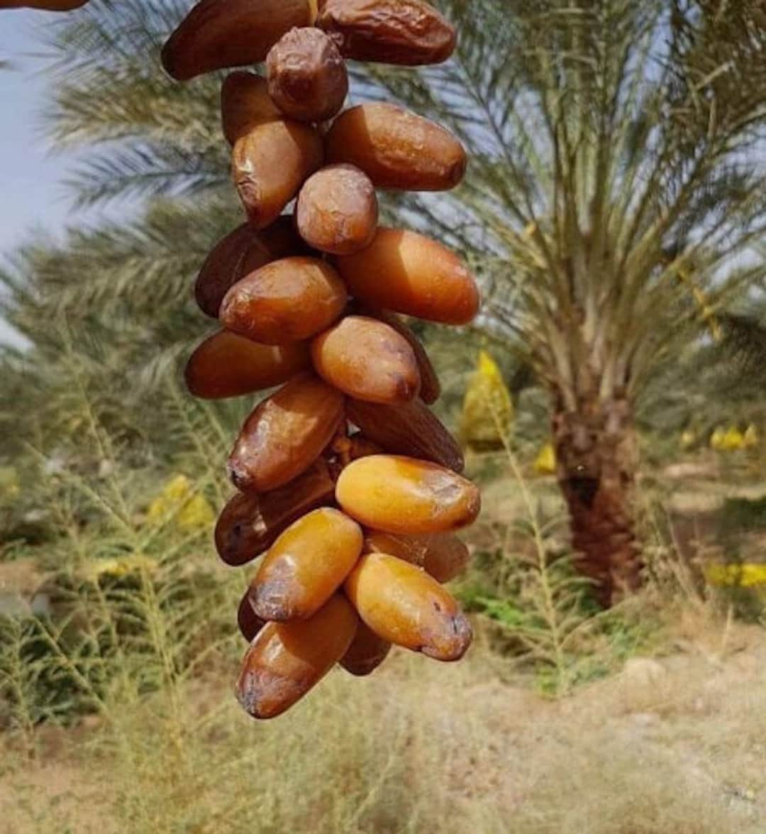Deglet Noor Branched and Freshness Dates 2lb (907g) - Etsy