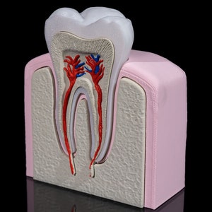 Healthy Premolar Tooth - Etsy