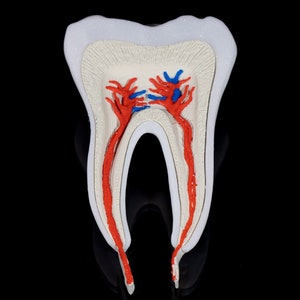 Healthy Premolar Tooth - Etsy