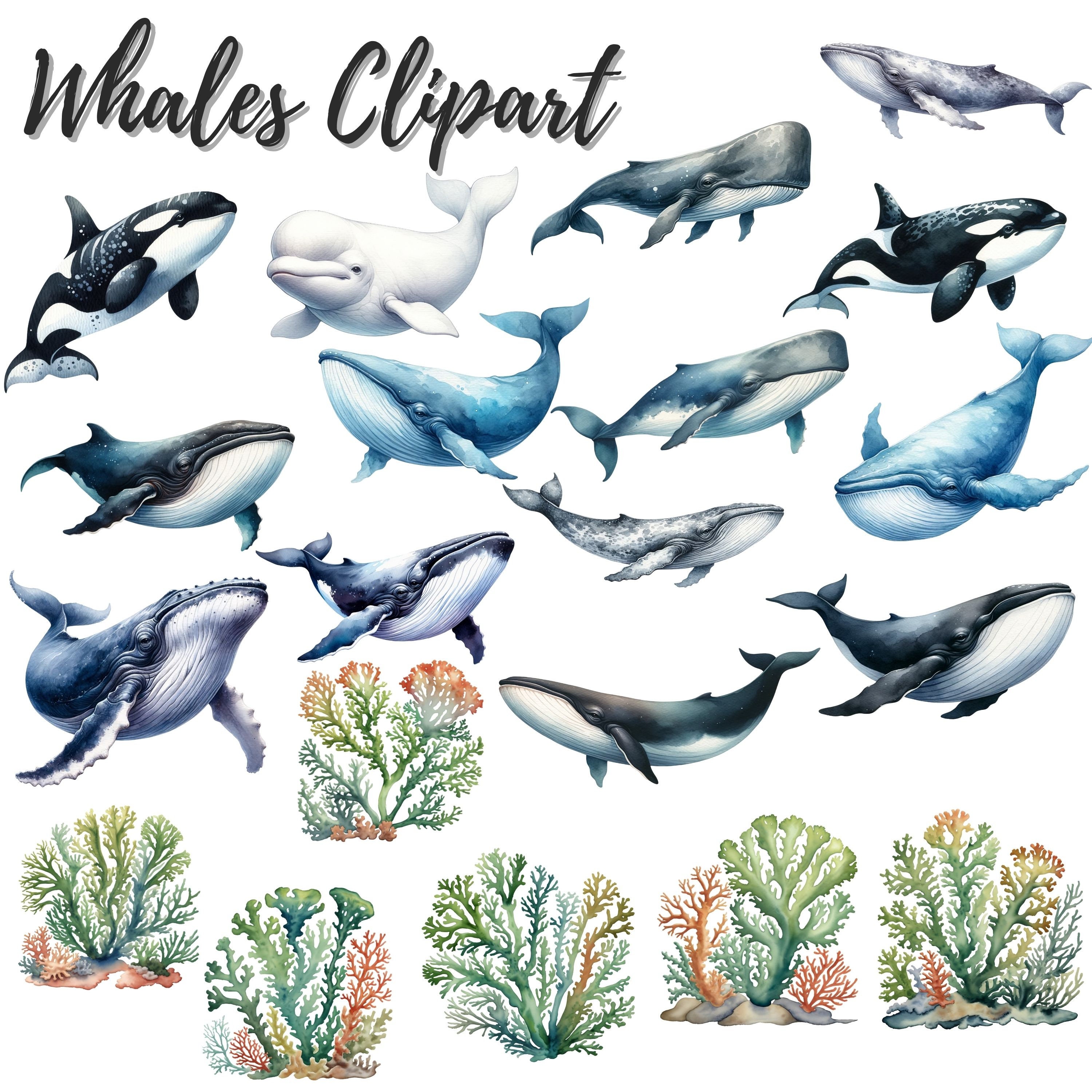 Watercolor Whale Clipart: Ocean Marine Mammals (20 PNG) - Etsy