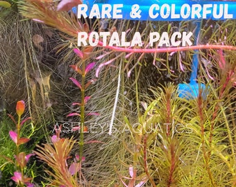 Rotala Ramosior Florida Live Aquarium Plant - Etsy