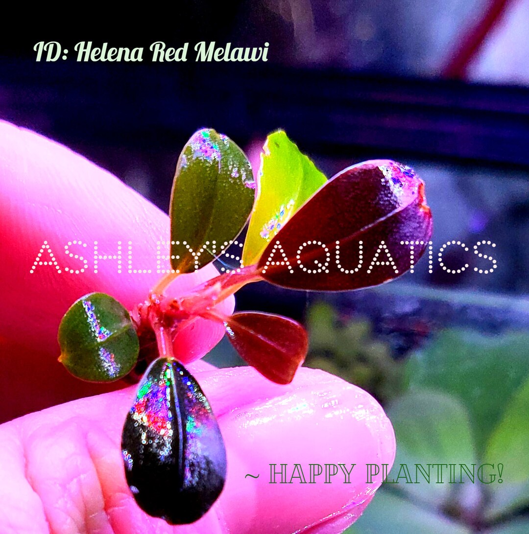 Bucephalandra Helena Red Melawi Beautiful Colors Live Aquarium and ...
