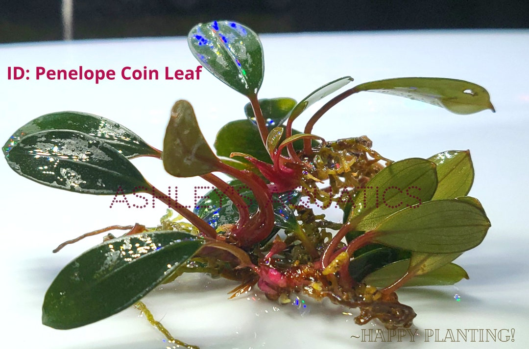 Bucephalandra Penelope Coin Leaf Extremely Rare Bright Colors, Submerged, Easy to Care For - Etsy