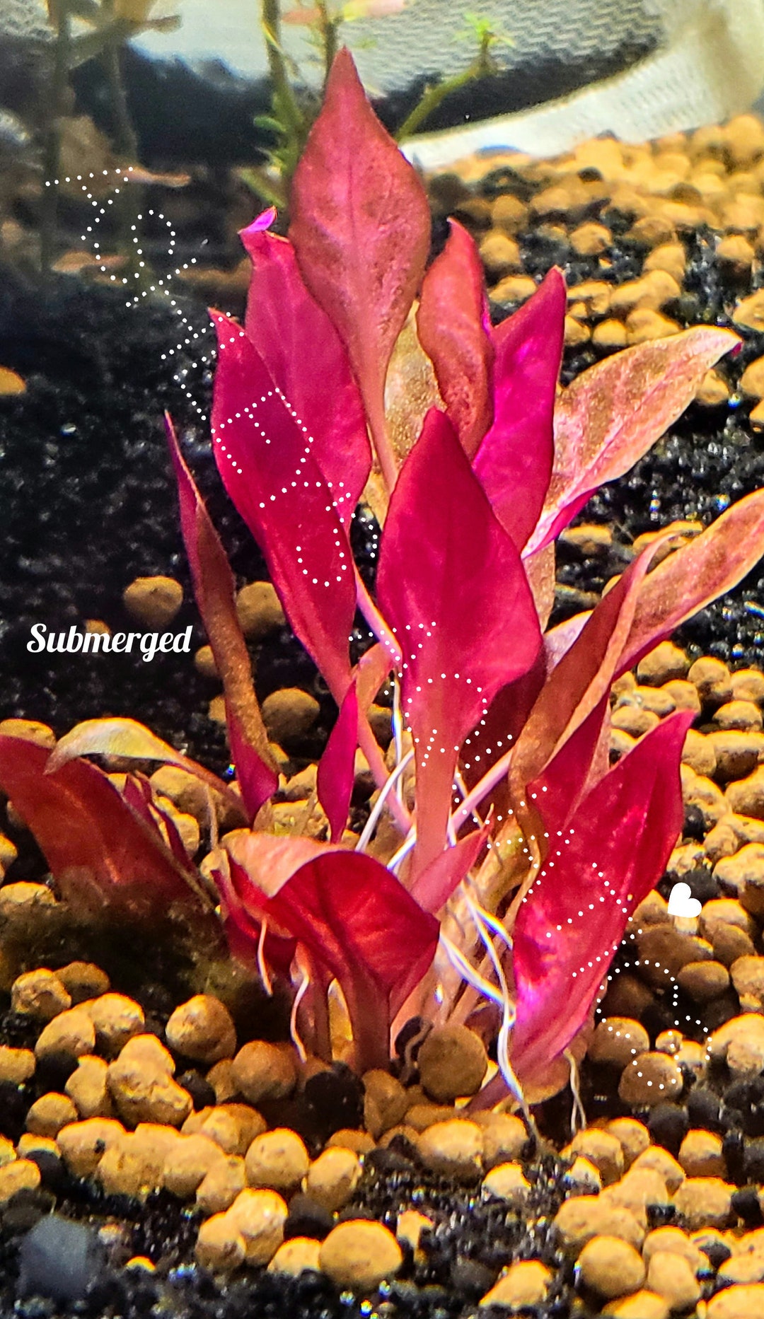 Alternanthera Reineckii Rosanervig Rare Live Aquarium Plants - Etsy