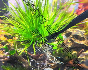 Blyxa Japonica Live Aquarium Plant - Etsy