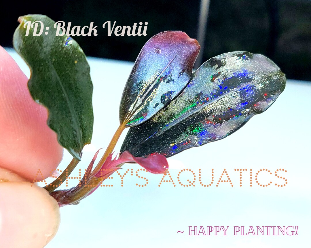 Bucephalandra Black Ventii - Extremely Rare! Amazing Colors, Submerged ...